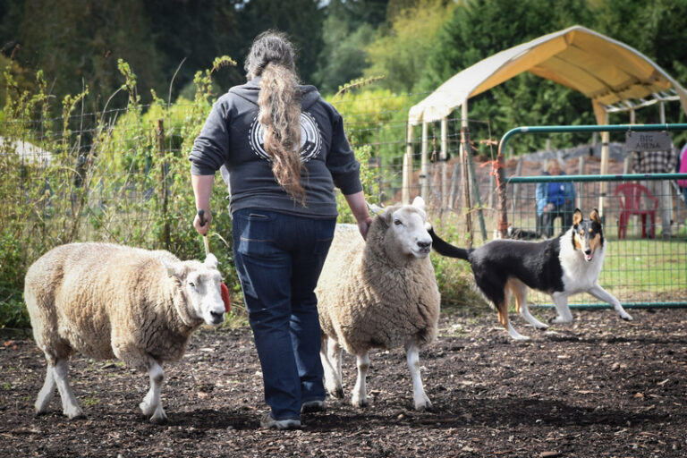 Herding & Farm Dog – Overlake Collie Club